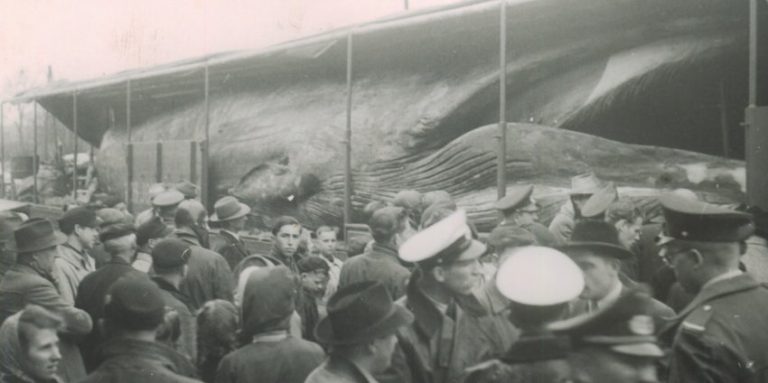 Erinnerst Du Dich an den Weißen Wal „Moby Dick“ im Rhein bei Emmerich ...